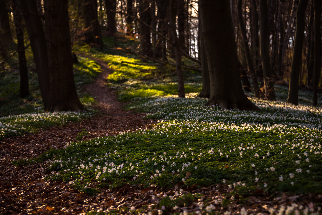 Juni 2023 “Wald” – Fotoklub Stralsund